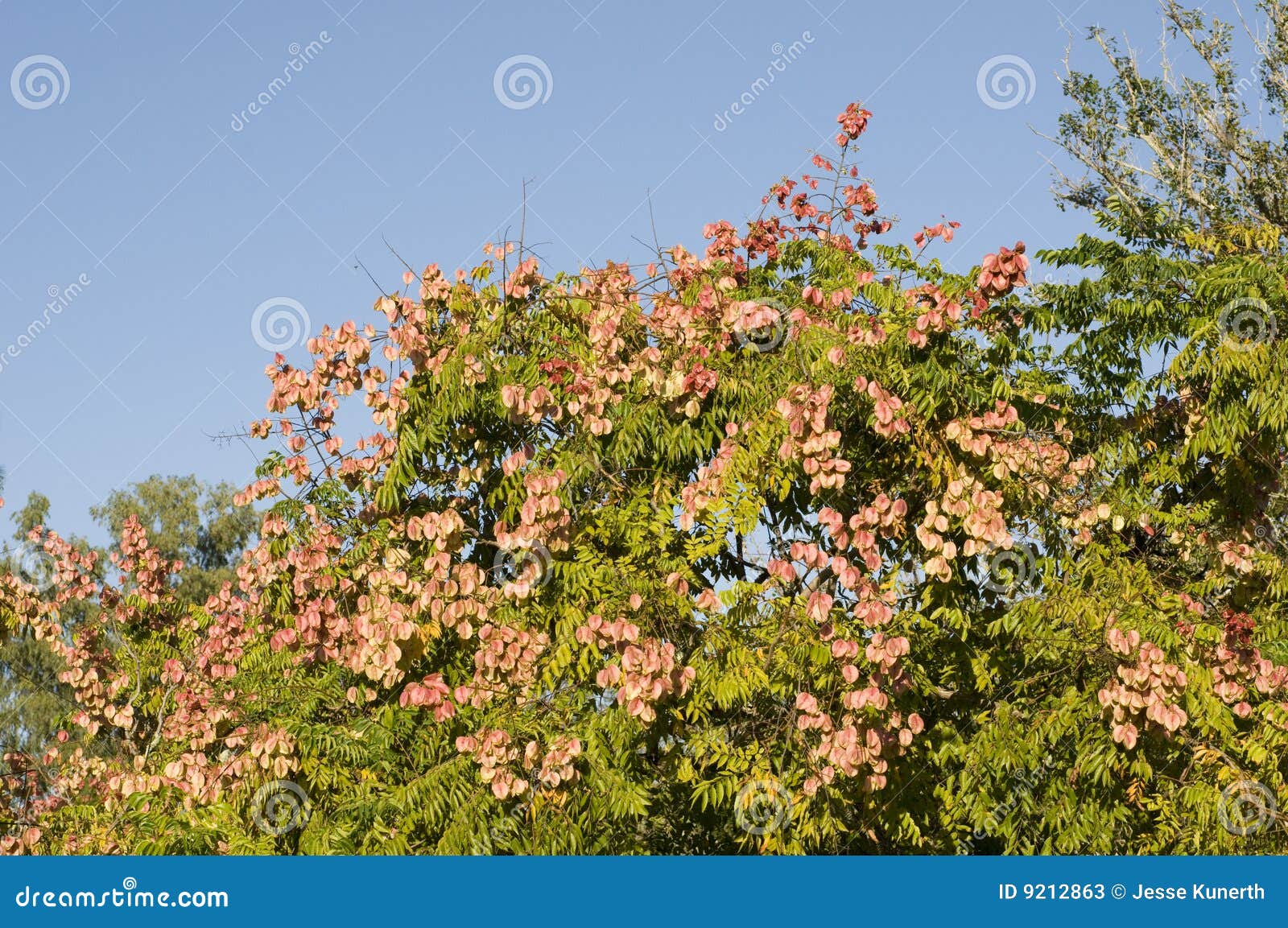 Chinese Tallow Tree stock image. Image of landscape, bloom - 9212863