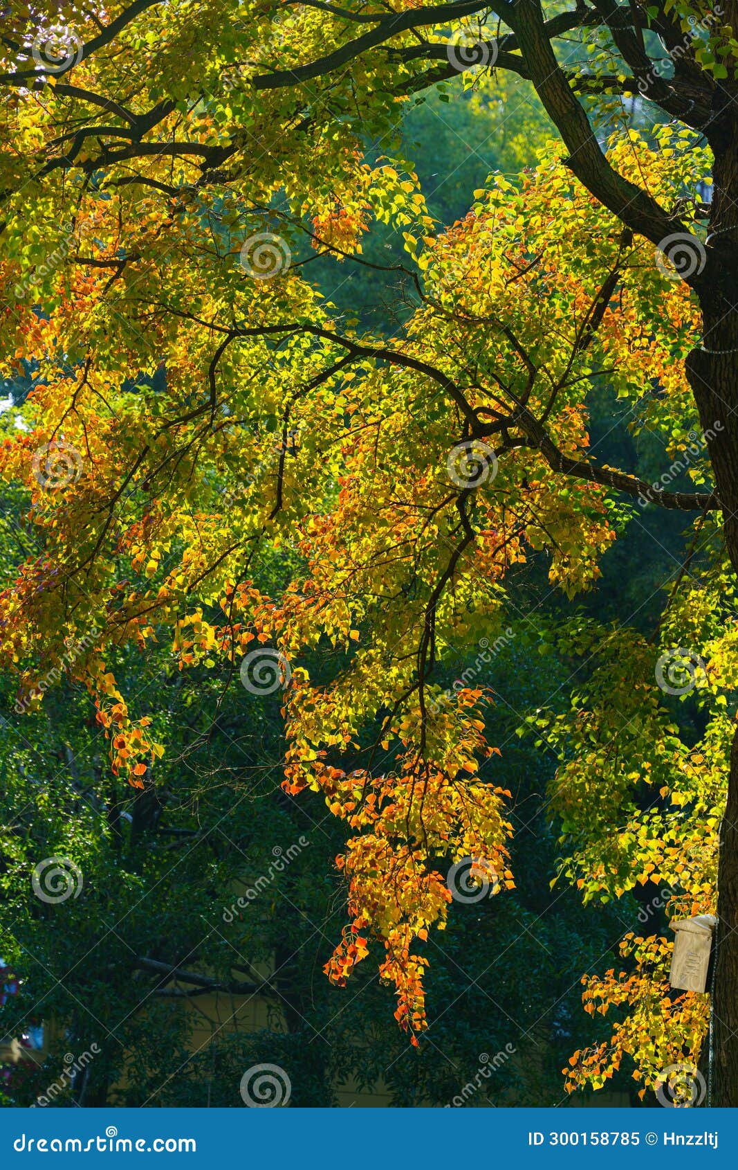 Chinese Tallow Tree stock image. Image of tallow, green - 300158785