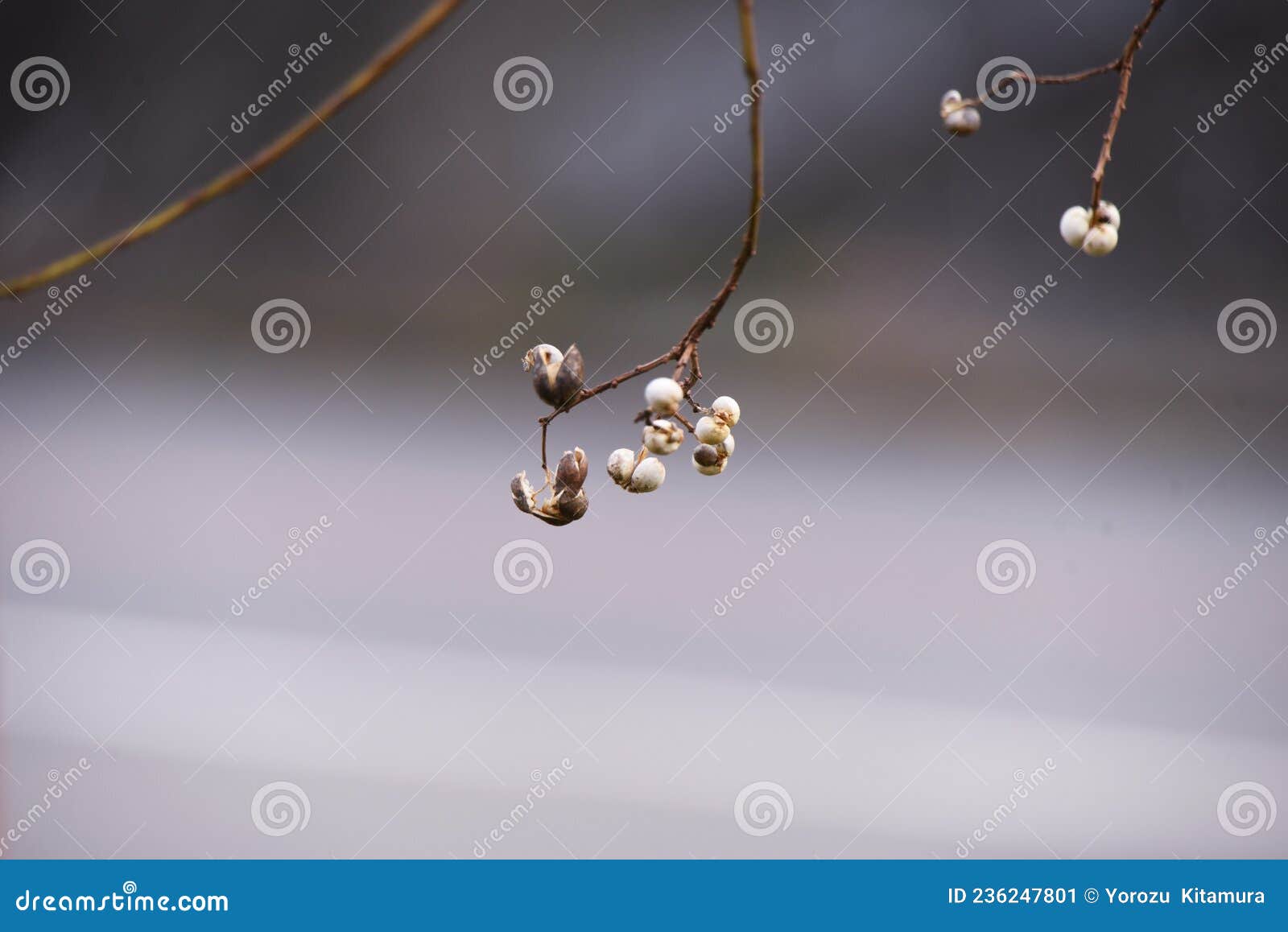 Chinese Tallow Tree Fruits. Stock Image - Image of ripens, fruits ...