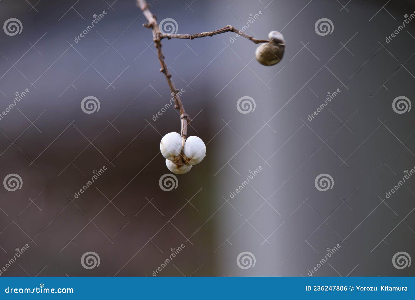 Chinese Tallow Tree Fruits. Stock Photo - Image of beautiful, fruit ...