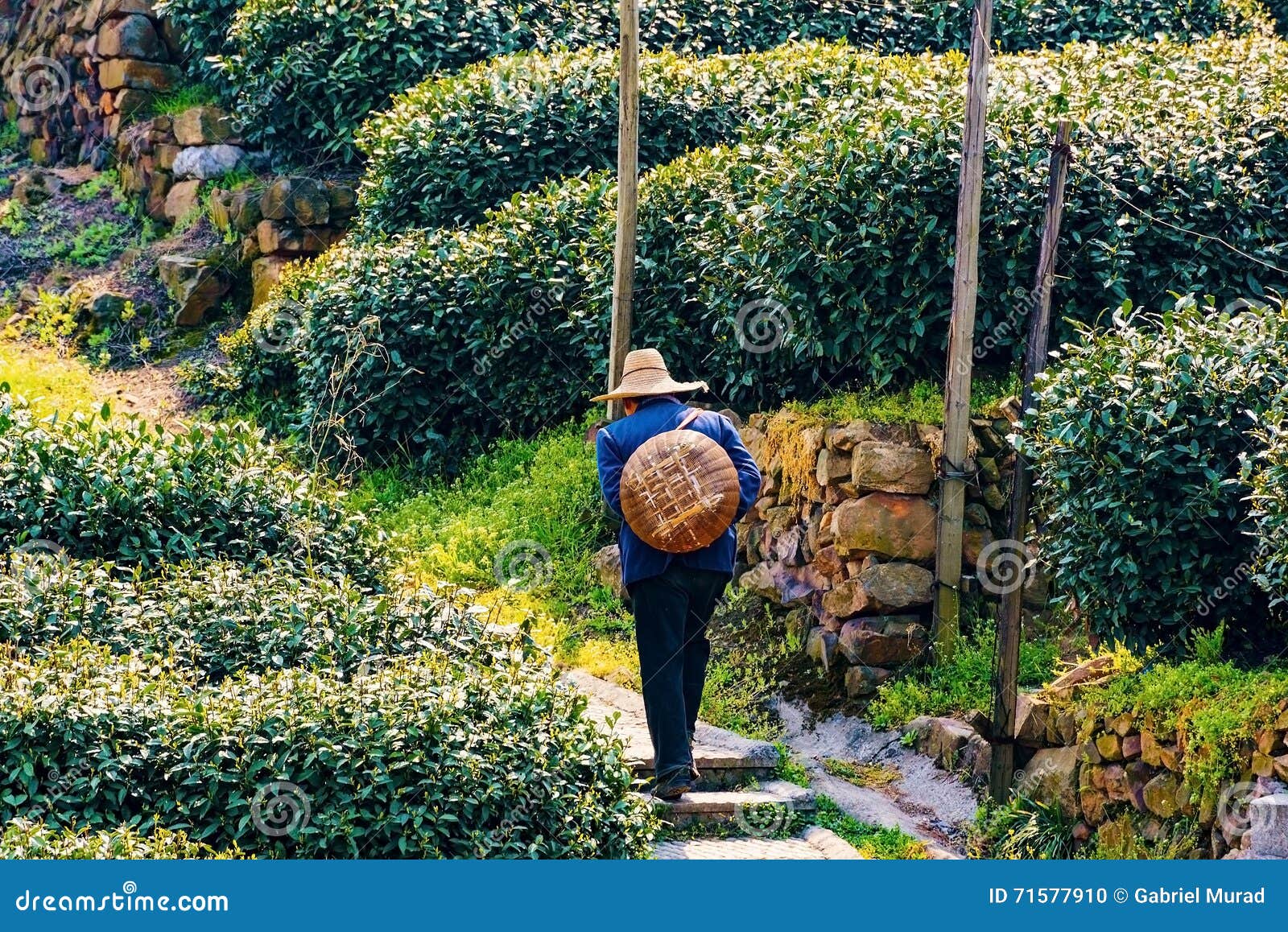 Chinese tea farmer editorial image. Image of tourism - 71577910