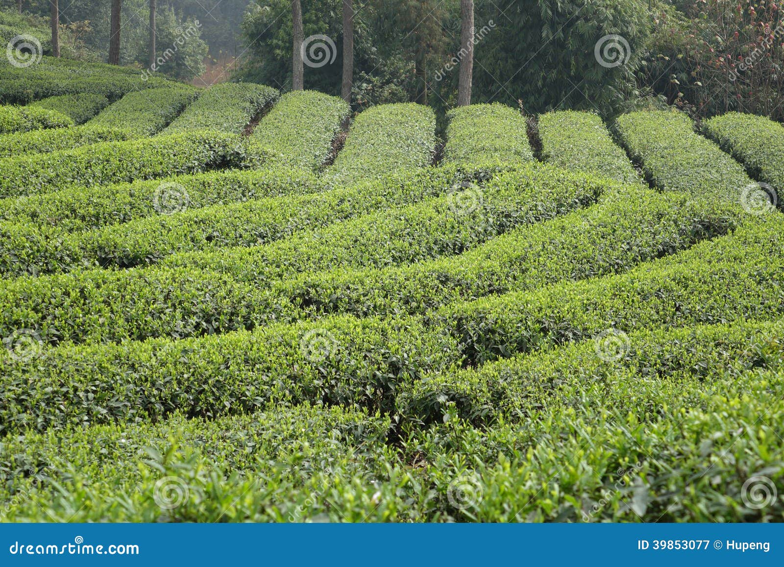 Chinese tea field stock image. Image of environment, crop - 39853077