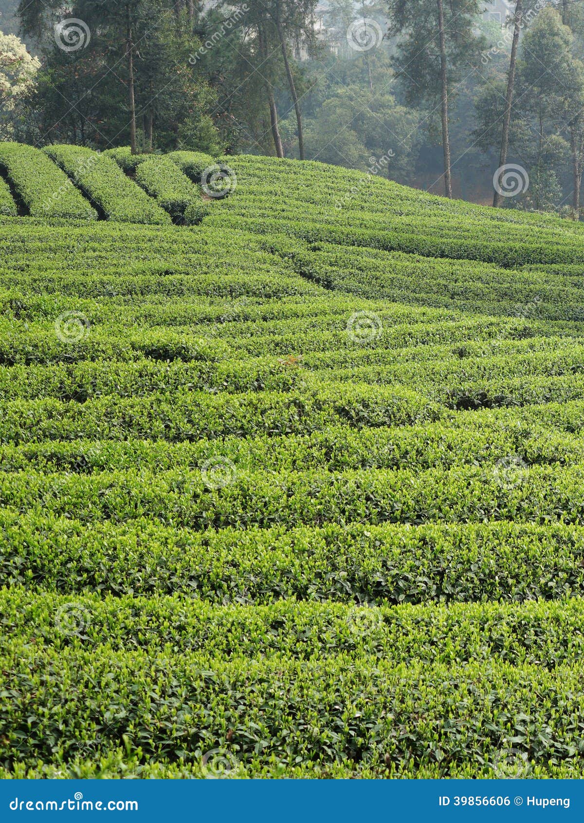 Chinese tea field stock photo. Image of chinese, farm - 39856606