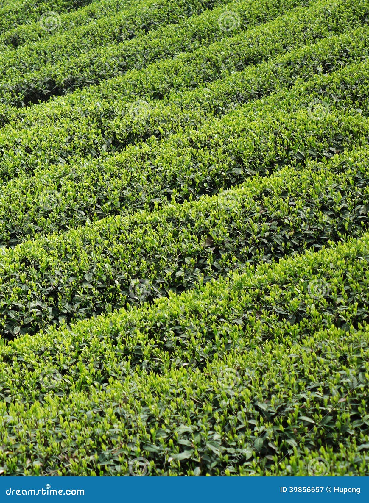 Chinese tea field stock image. Image of diet, ancient - 39856657