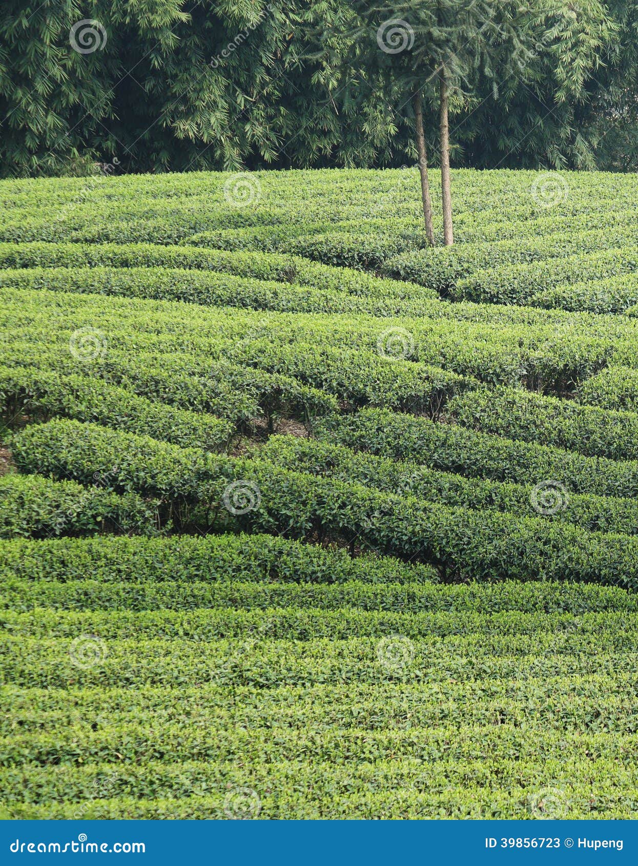Chinese tea field stock image. Image of crop, agriculture - 39856723