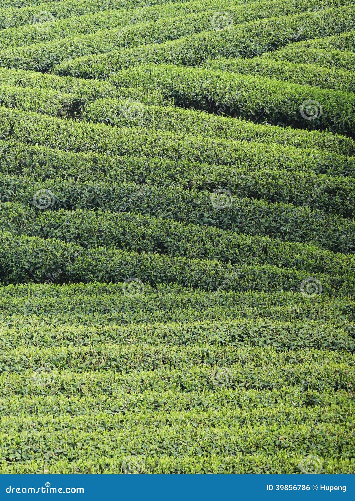 Chinese tea field stock photo. Image of farm, ancient - 39856786