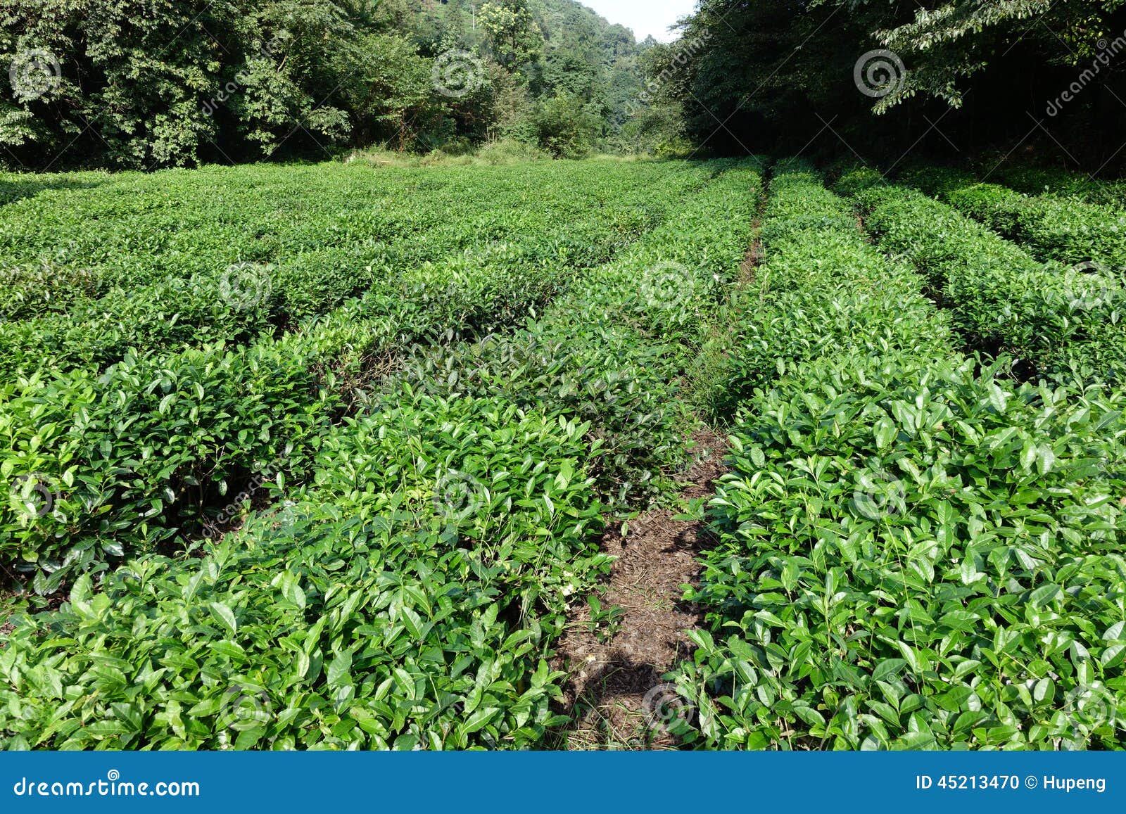 Chinese tea field stock photo. Image of farmland, fields - 45213470