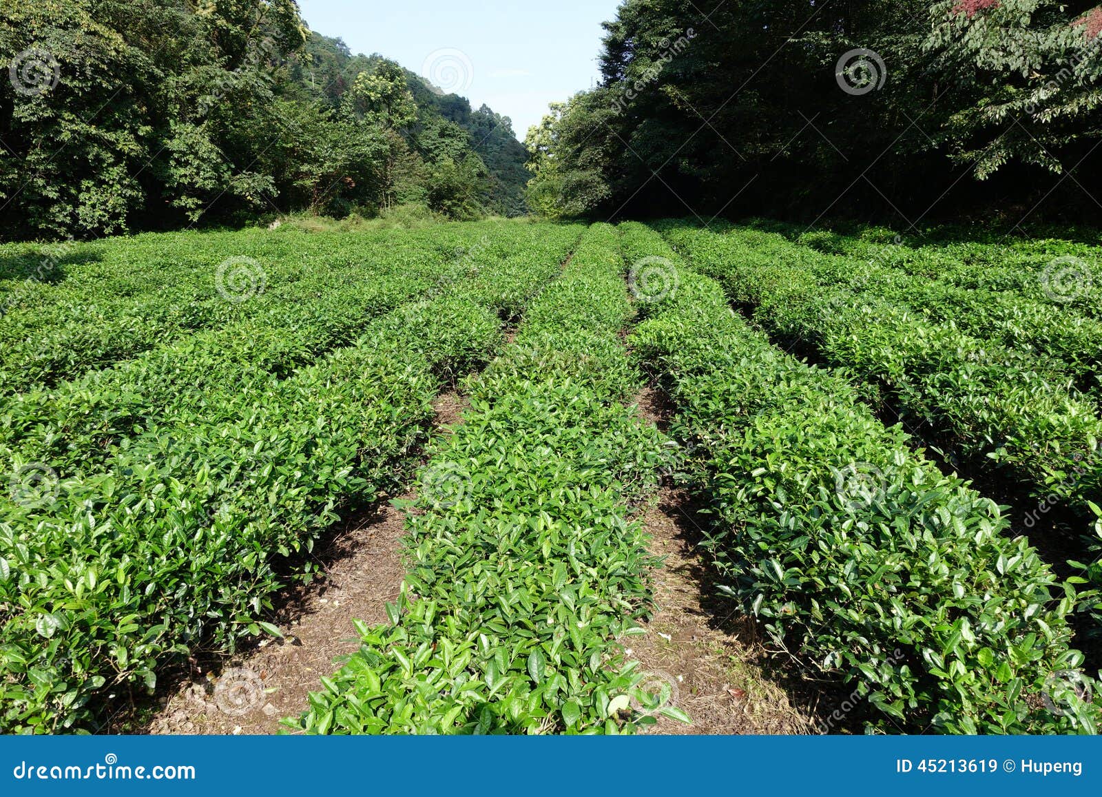Chinese tea field stock image. Image of farming, ancient - 45213619