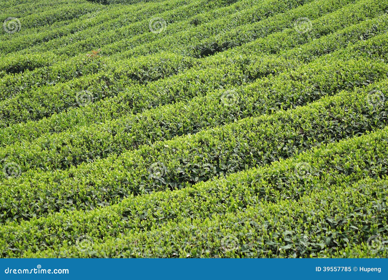 Chinese Tea Fields in Spring Stock Image - Image of diet, grass: 39557785