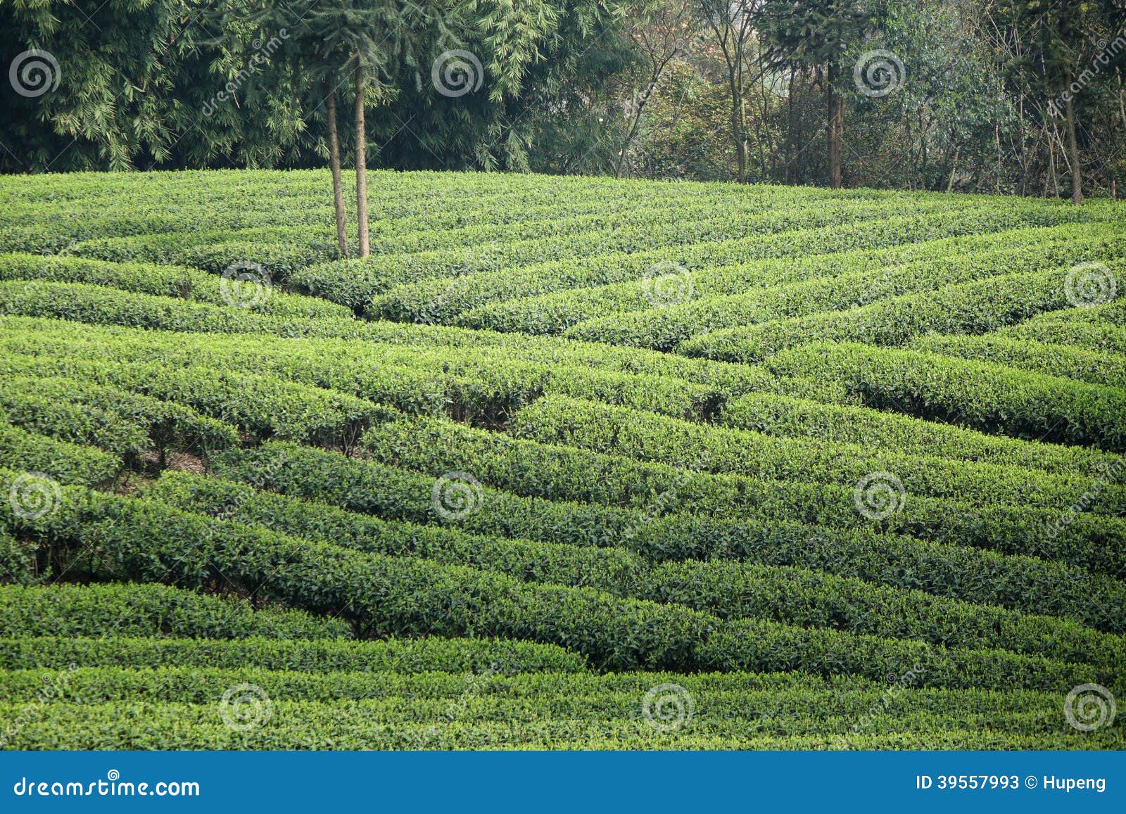 Chinese Tea Fields in Spring Stock Image - Image of food, agriculture ...