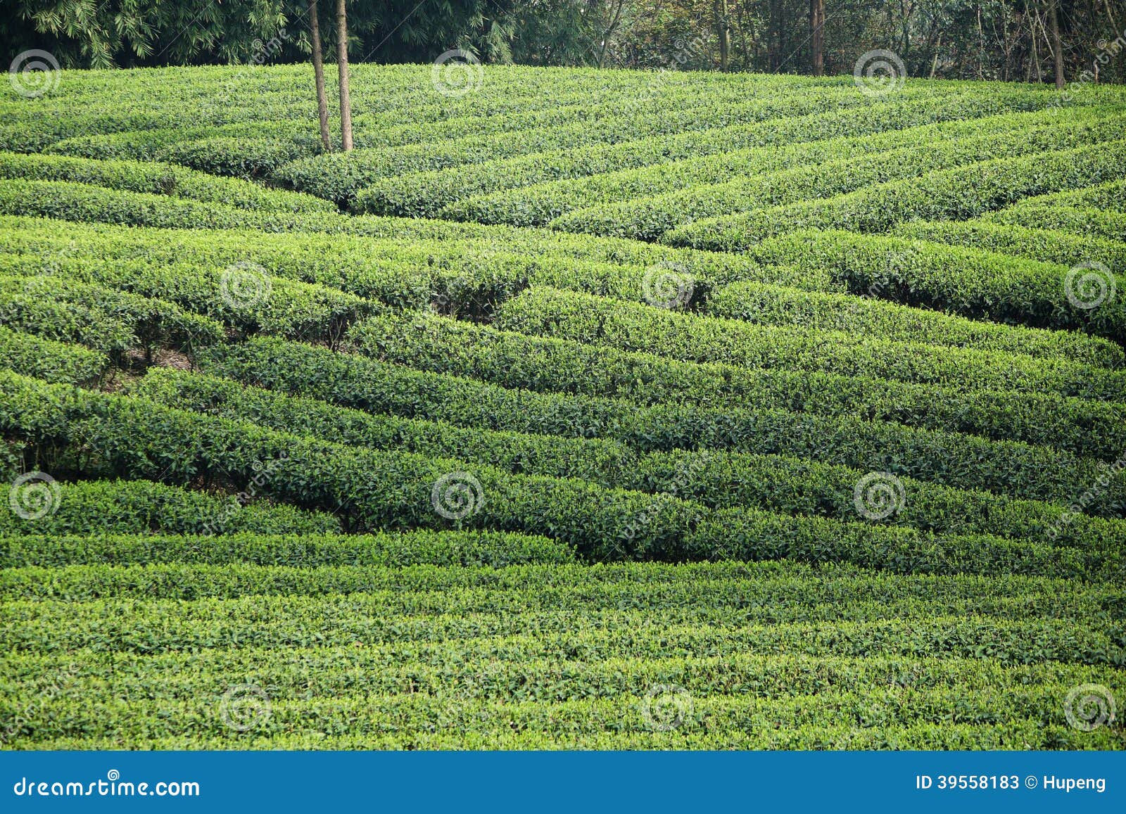 Chinese Tea Fields in Spring Stock Image - Image of foods, culture ...