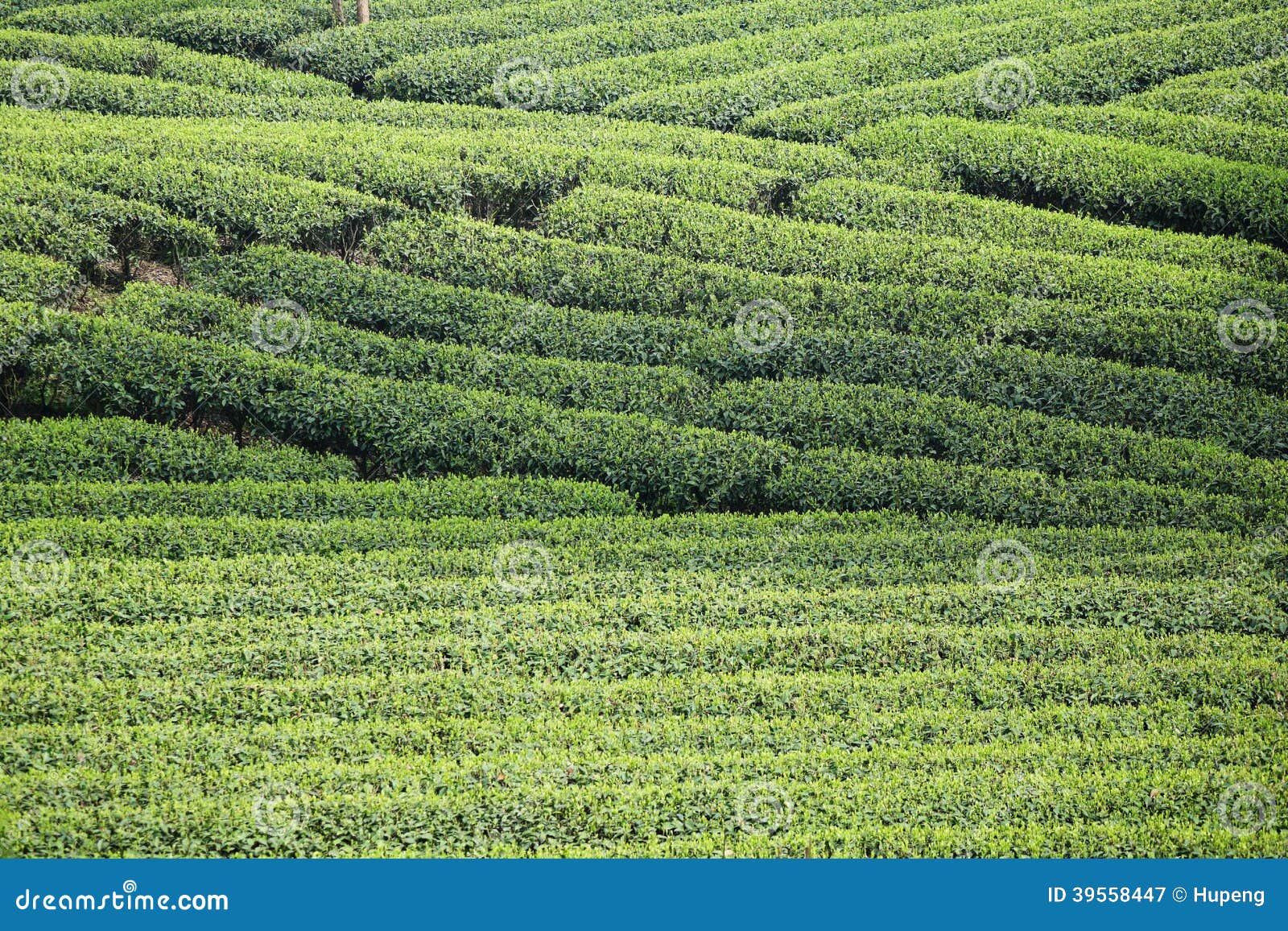 Chinese Tea Fields in Spring Stock Image - Image of farm, color: 39558447