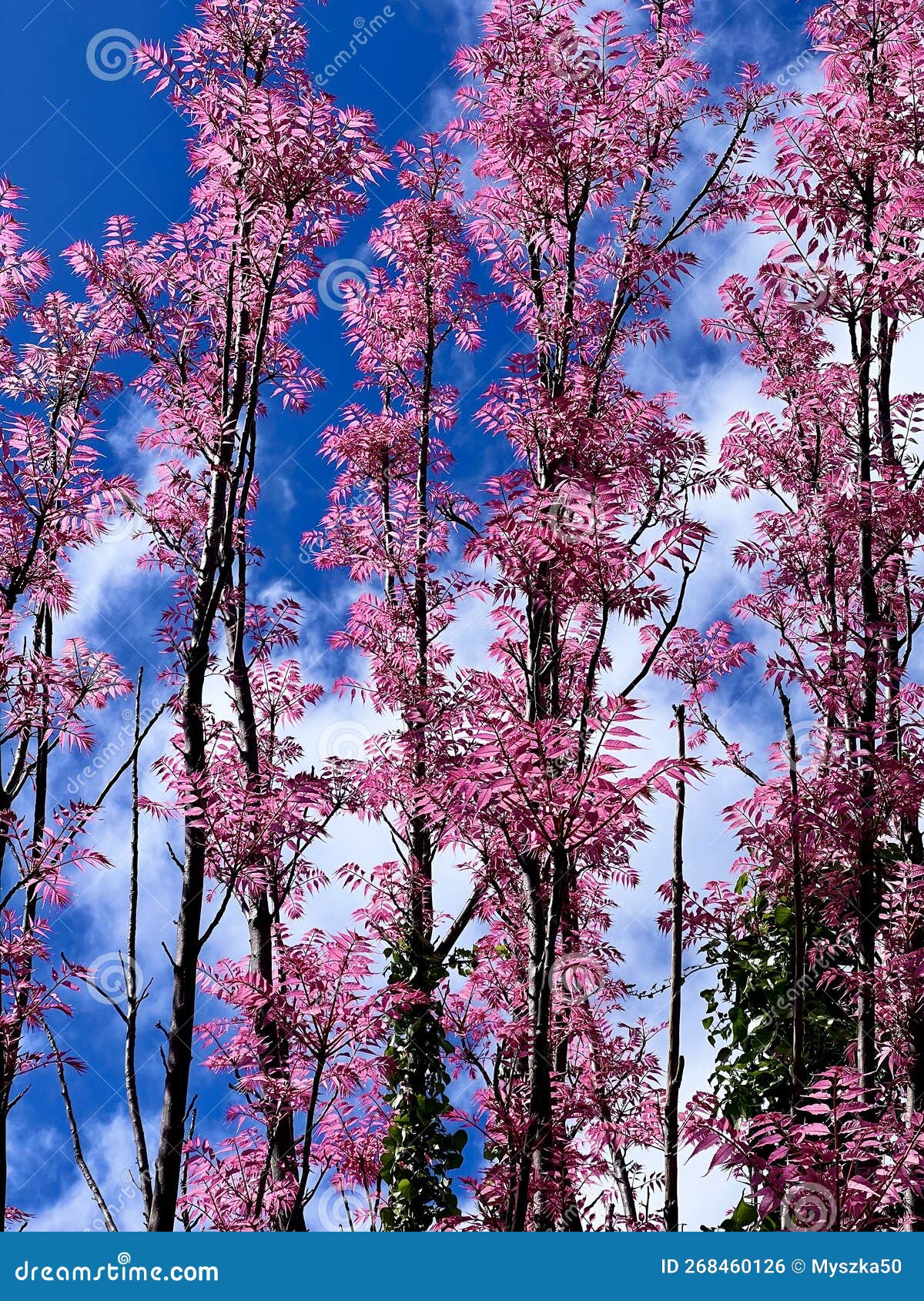 Chinese Toon Tree stock photo. Image of narrow, tight - 268460126