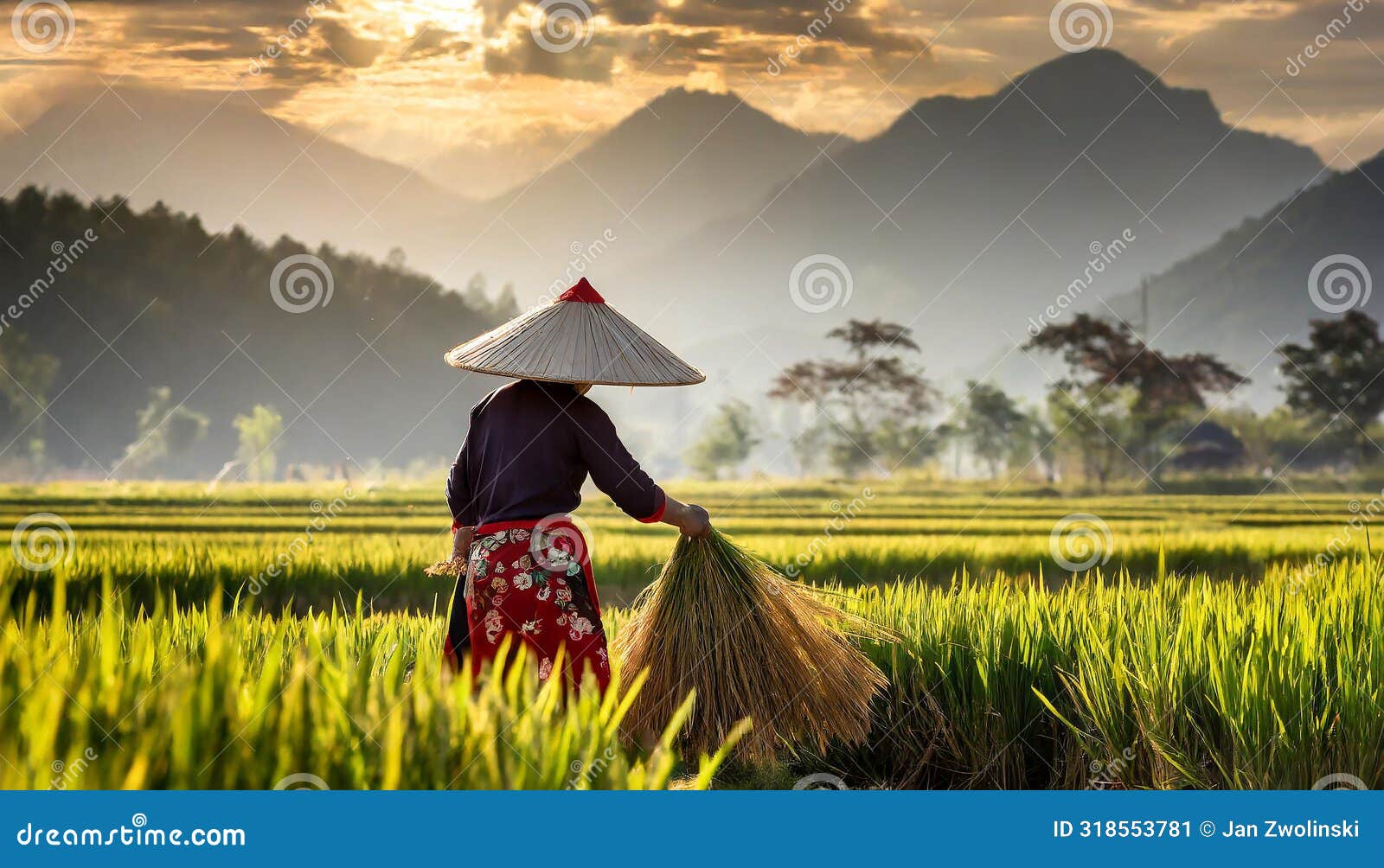 Chinese with Traditional Chinese Hat Collect Rice on Field Stock ...
