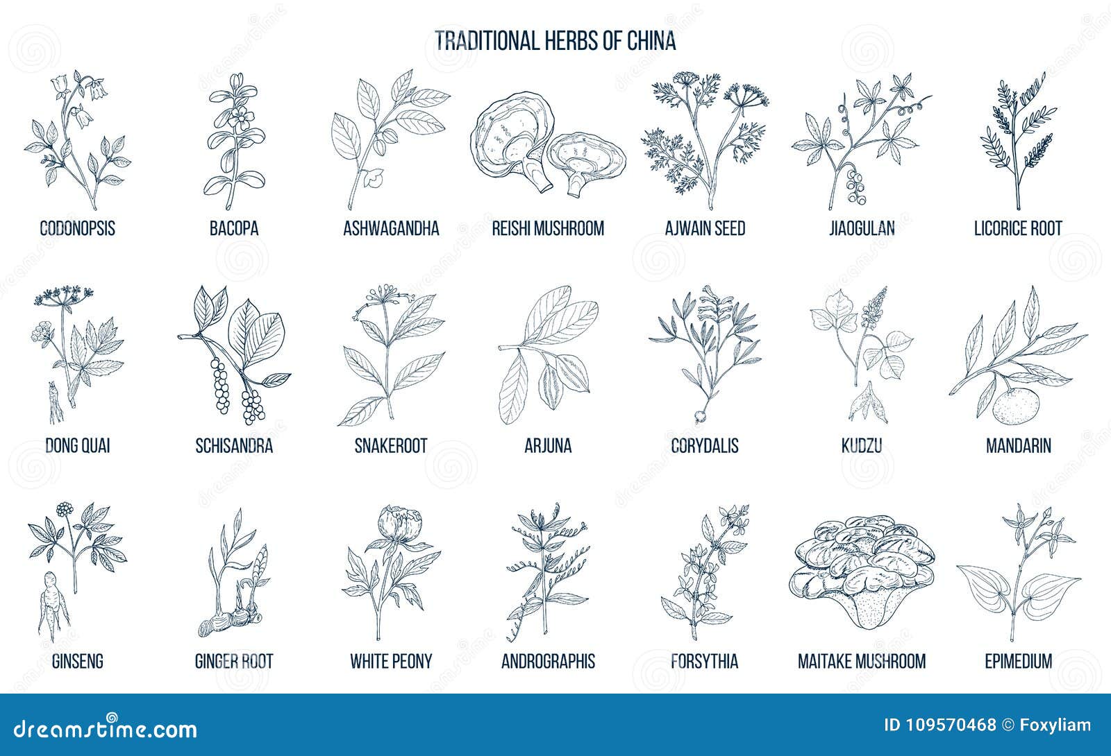 Chinese Traditional Medicinal Herbs Stock Vector - Illustration of ... Chinese Traditional Medicinal Herbs Stock Vector - Illustration of ...