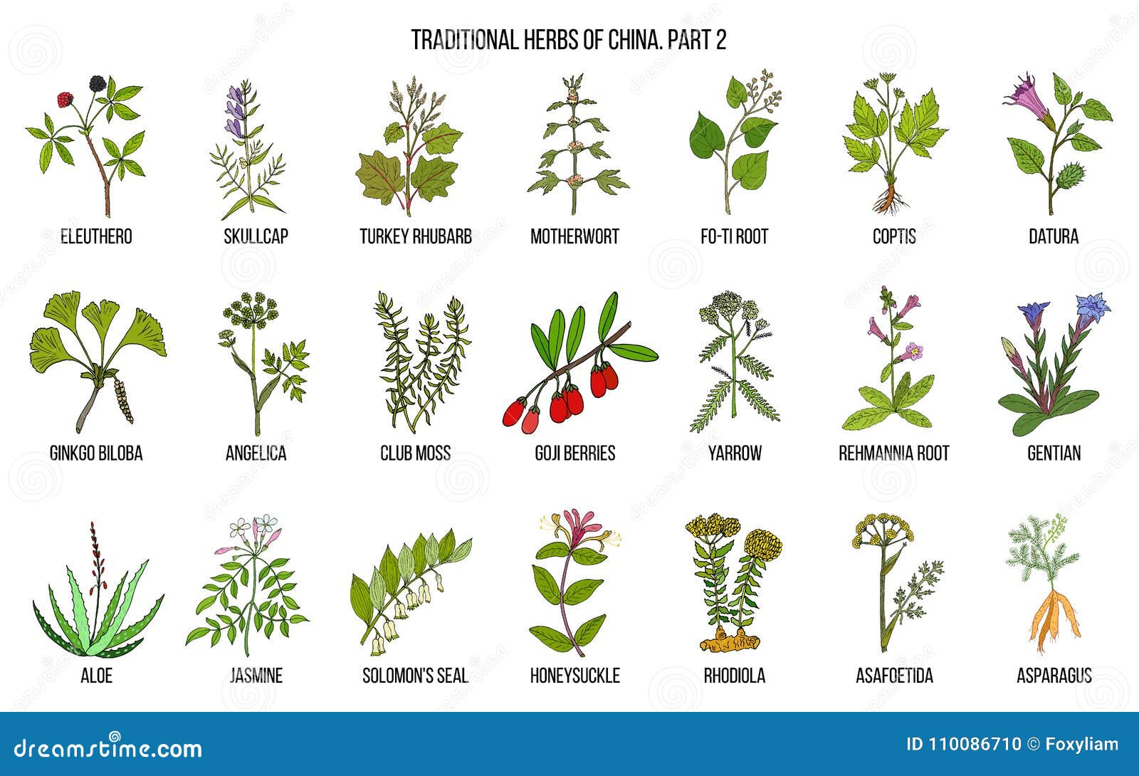 Chinese Angelica-tree Aralia Elata , Medicinal Plant Vector ...