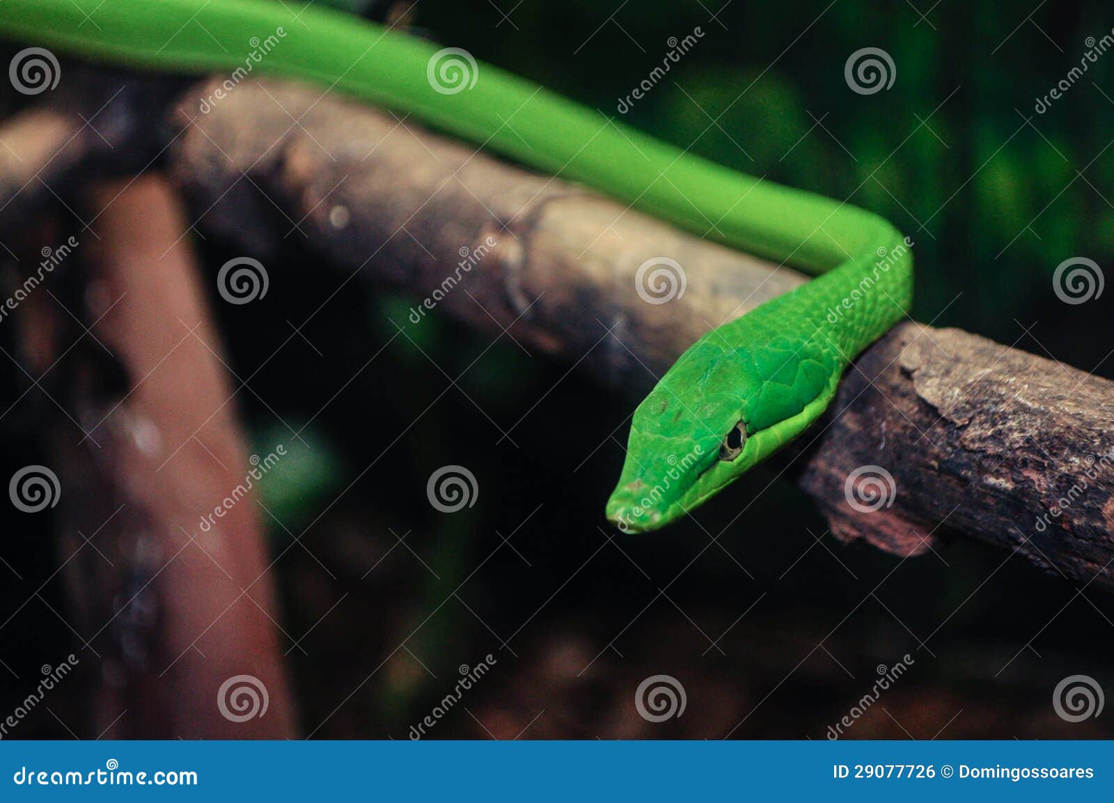 Chinese Green Tree Viper