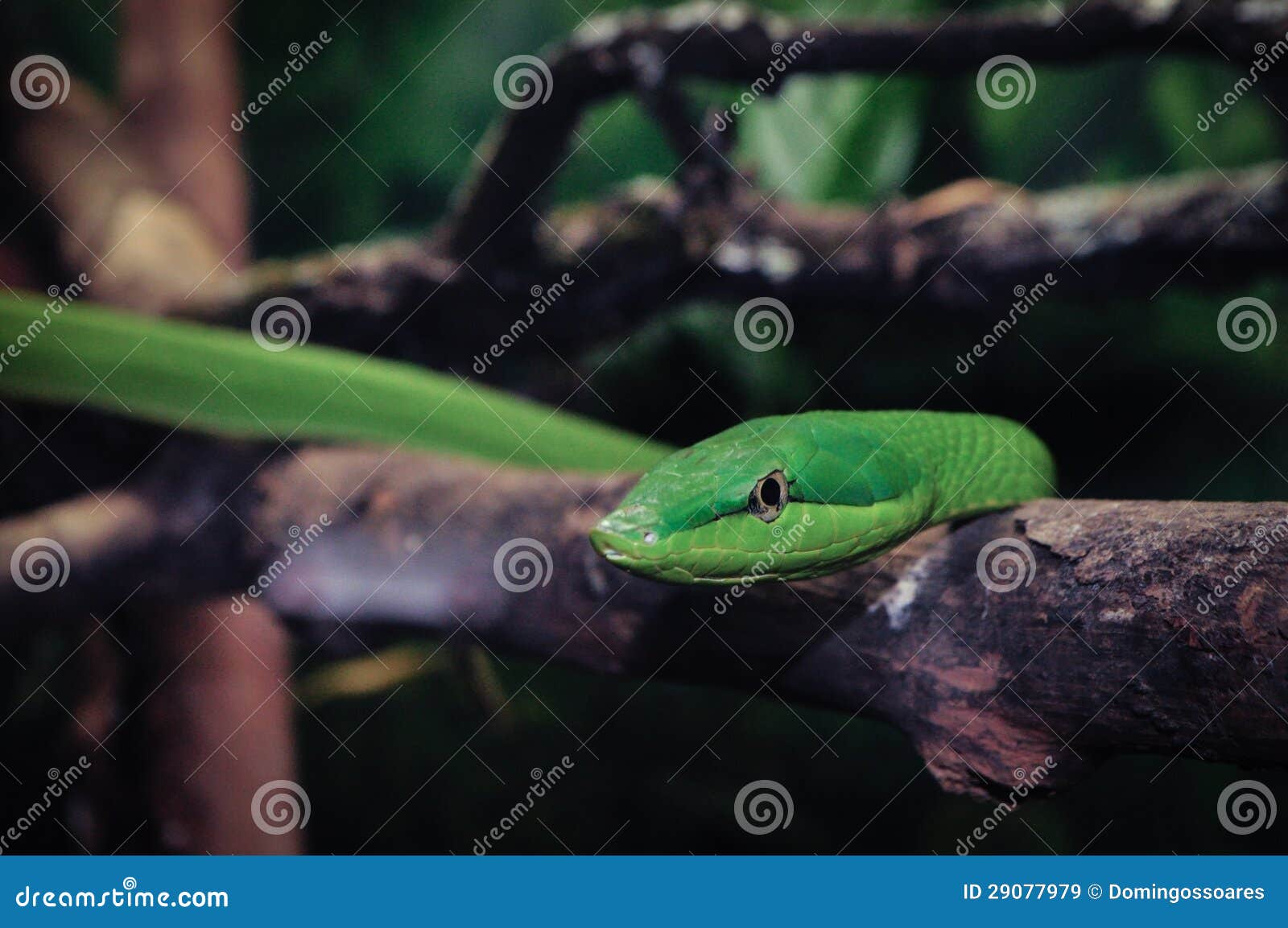 Chinese tree viper stock image. Image of chinese, wildlife - 29077979