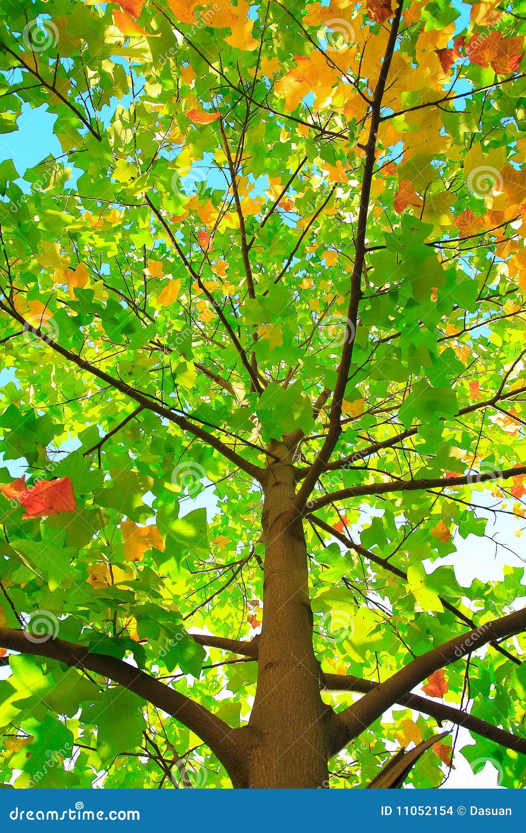 Liriodendron Tulipifera Fall Leaf Isolated On White Royalty-Free Stock ...