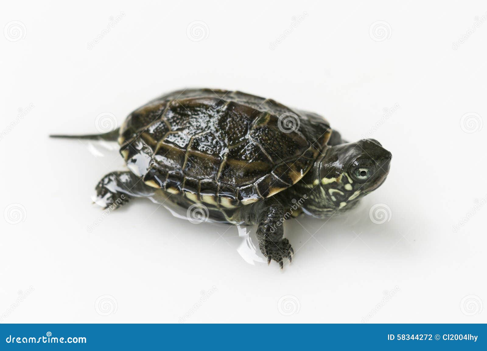 Chinese Turtle Statue Royalty-Free Stock Image | CartoonDealer.com ...