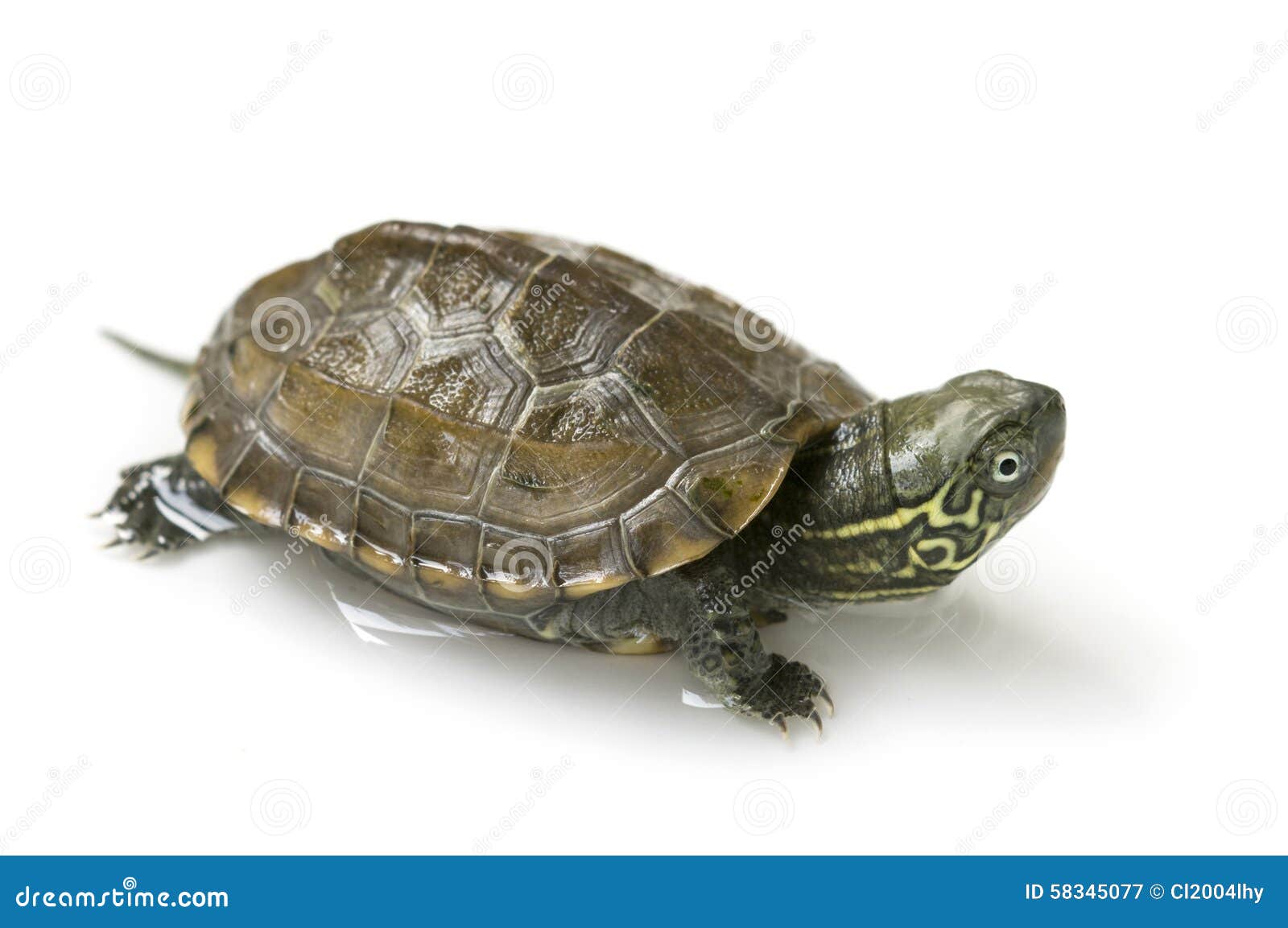 Chinese Turtle Statue Stock Photo | CartoonDealer.com #16804662
