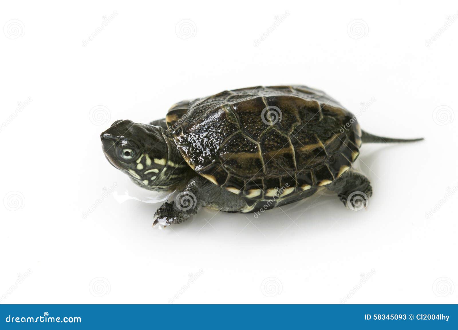 Chinese Turtle Statue Stock Photo | CartoonDealer.com #16804662