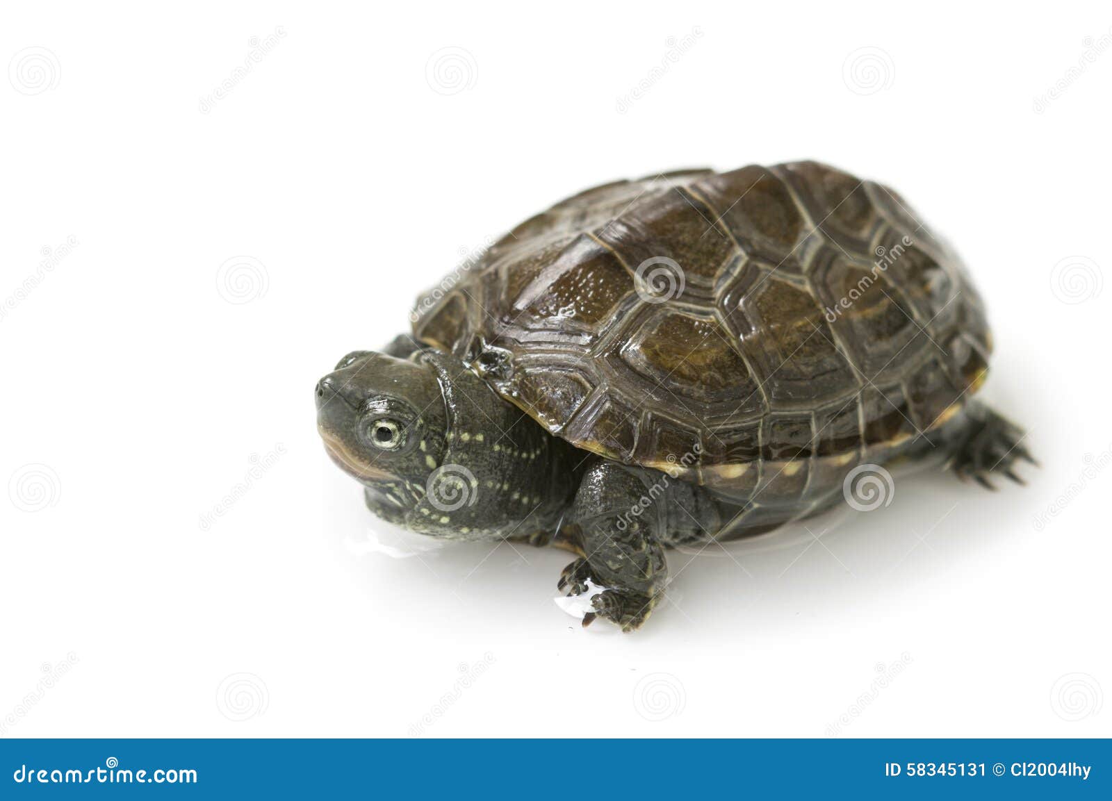 Chinese turtle stock image. Image of wildlife, slider - 58345131