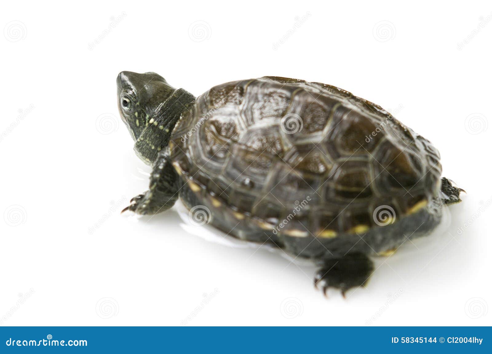 Chinese turtle stock photo. Image of shell, cute, slider - 58345144