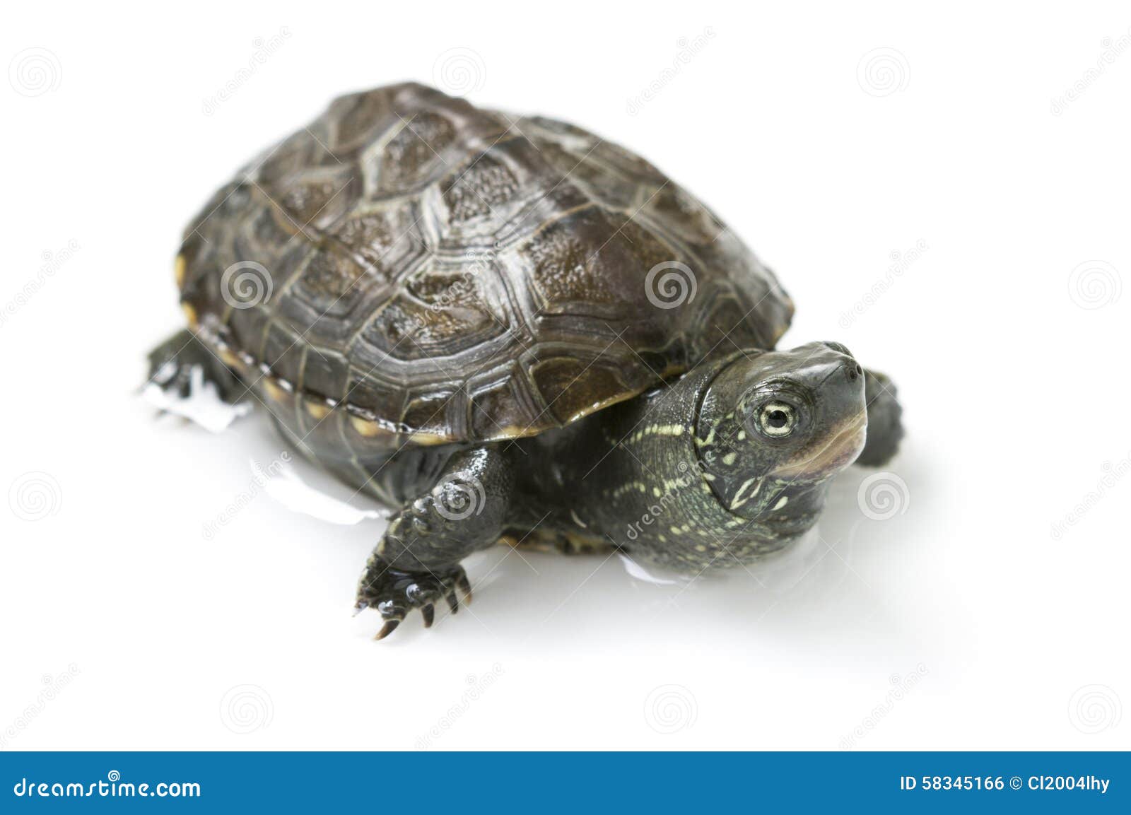Chinese turtle stock photo. Image of shell, tortoise - 58345166