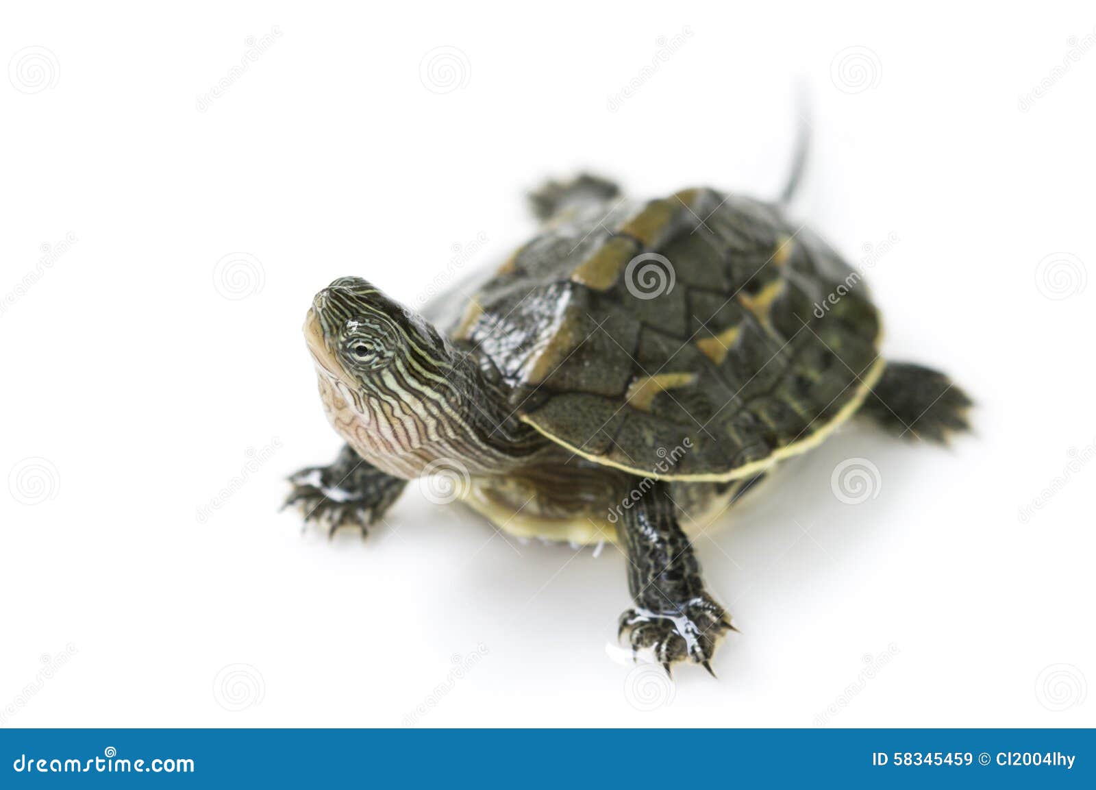 Chinese turtle stock image. Image of slider, shell, isolated - 58345459