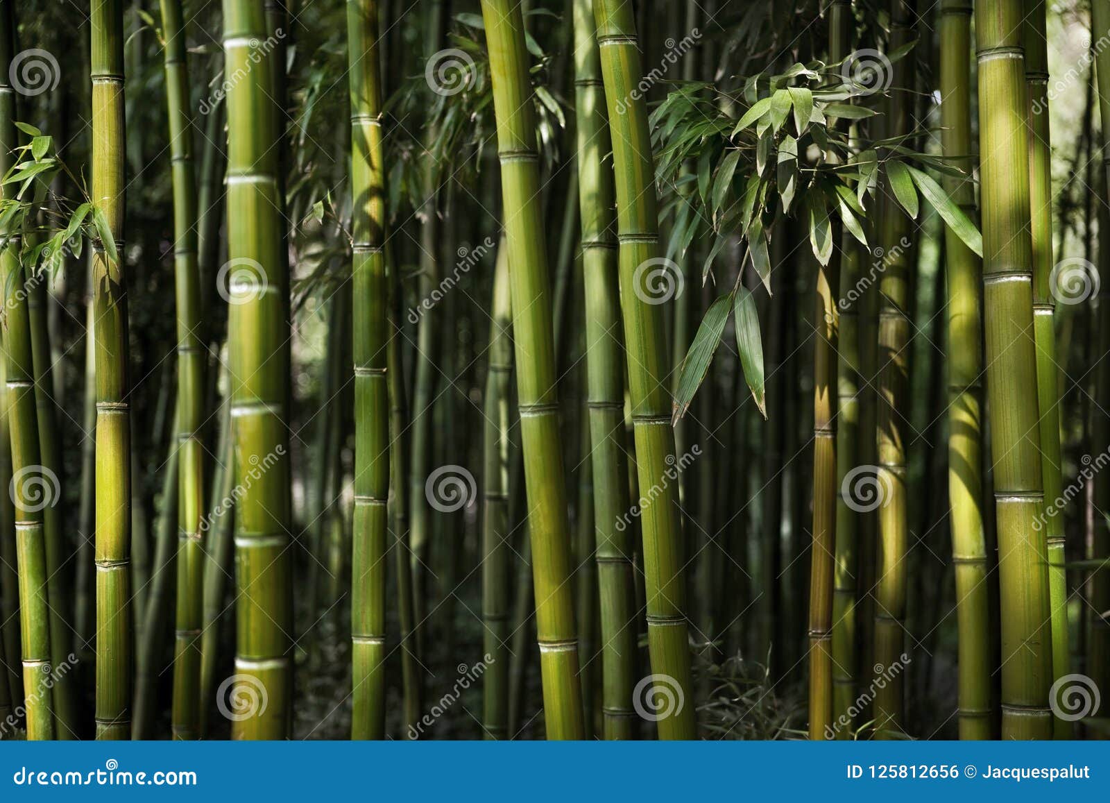 Chinese Vegetation Background Stock Photo - Image of nature, vegetation ...