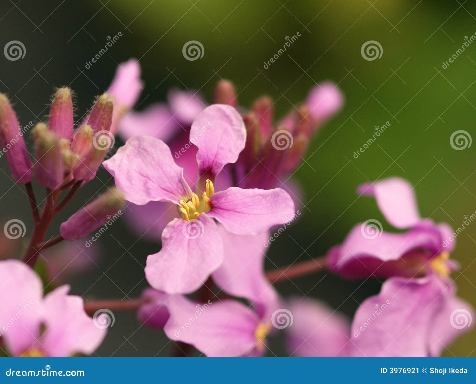 Chinese Violet, Coromandel Flower, Ganges Primrose, Philippine Violet ...