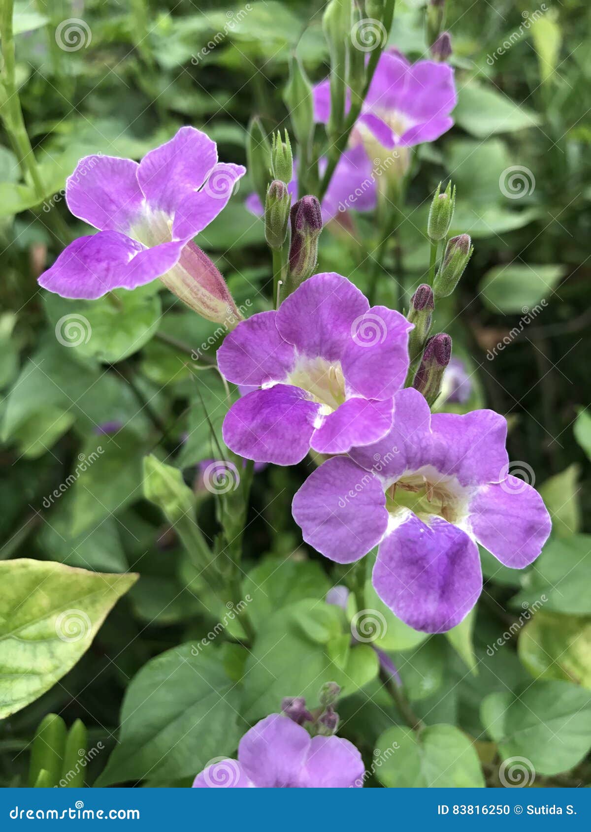 Chinese violet stock photo. Image of fresh, tree, chinese - 83816250