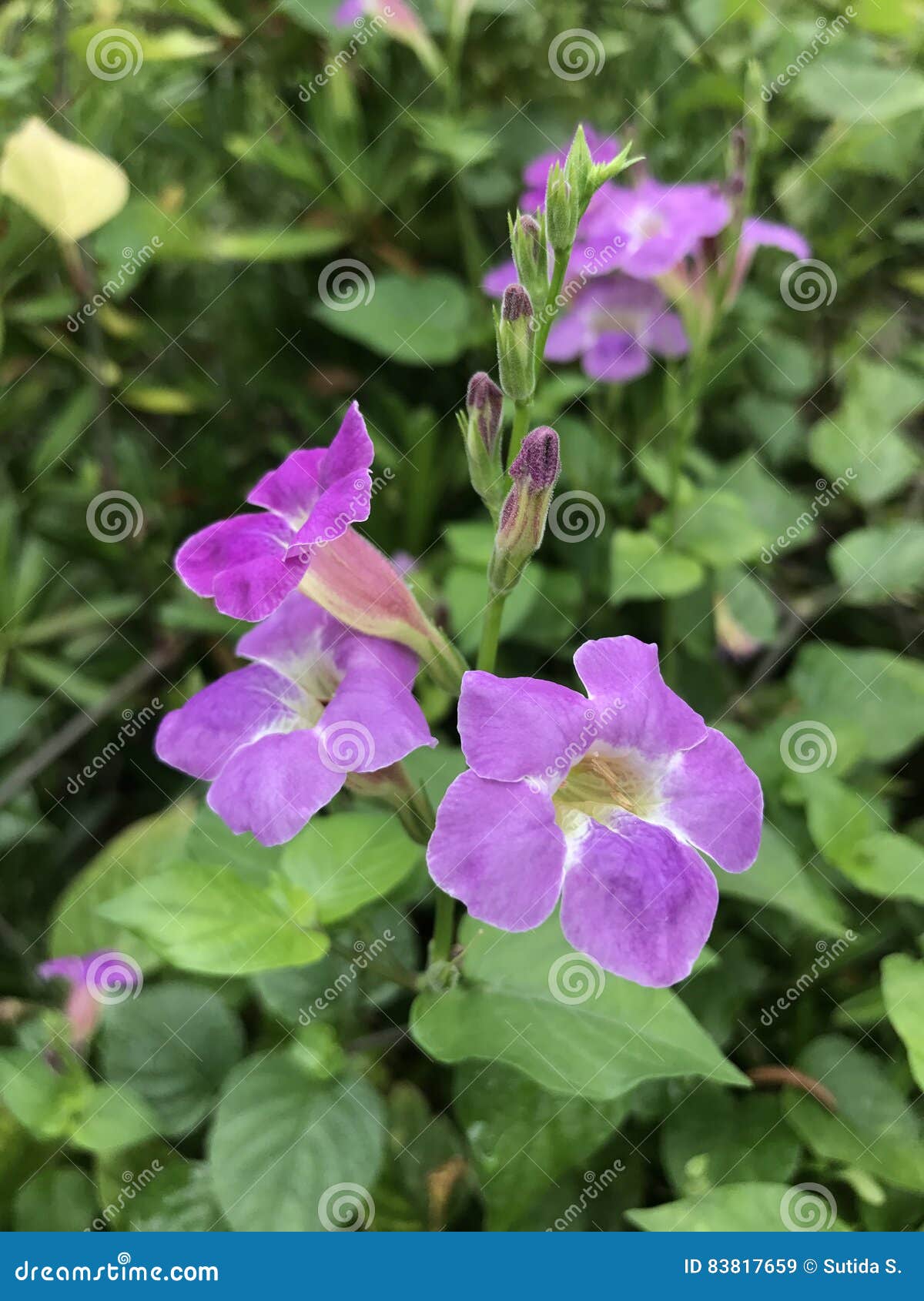 Chinese violet stock image. Image of tree, pink, purple - 83817659