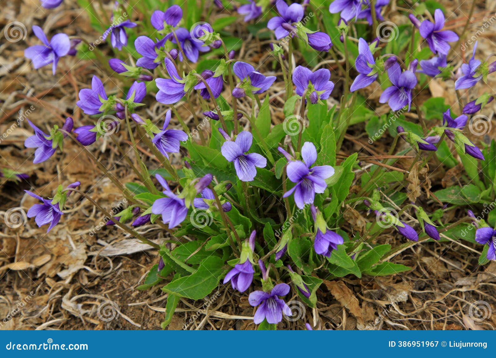 Chinese Violet, Coromandel, Ganges Primrose, Philippine Violet Flower ...
