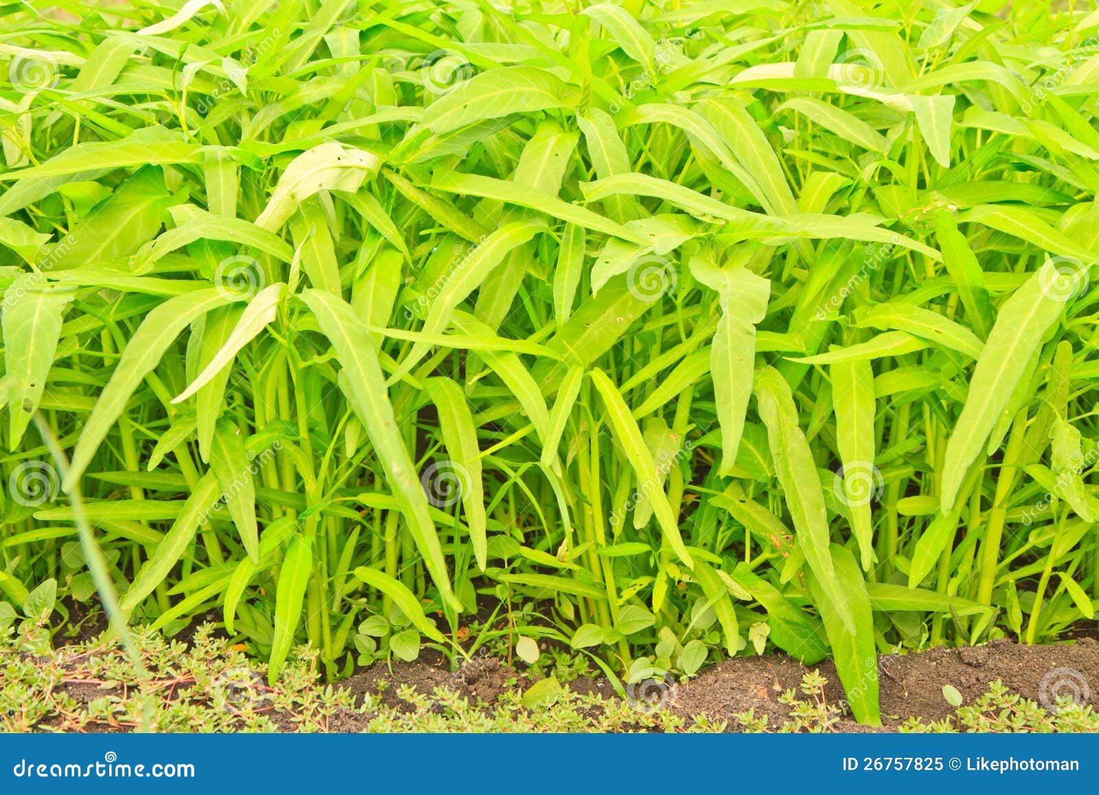 Chinese Water Convolvulus stock image. Image of eating - 26757825