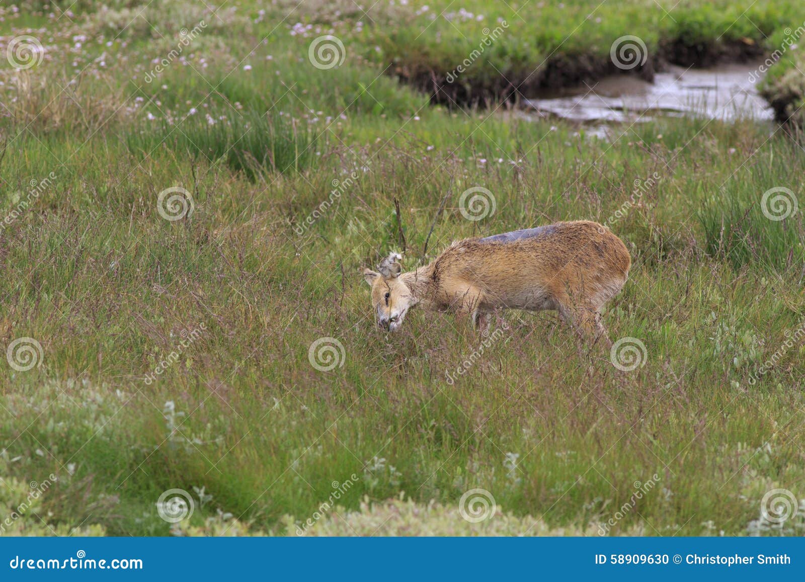 Chinese Water Deer (Hydropotes Inermis) Stock Photo - Image of ...