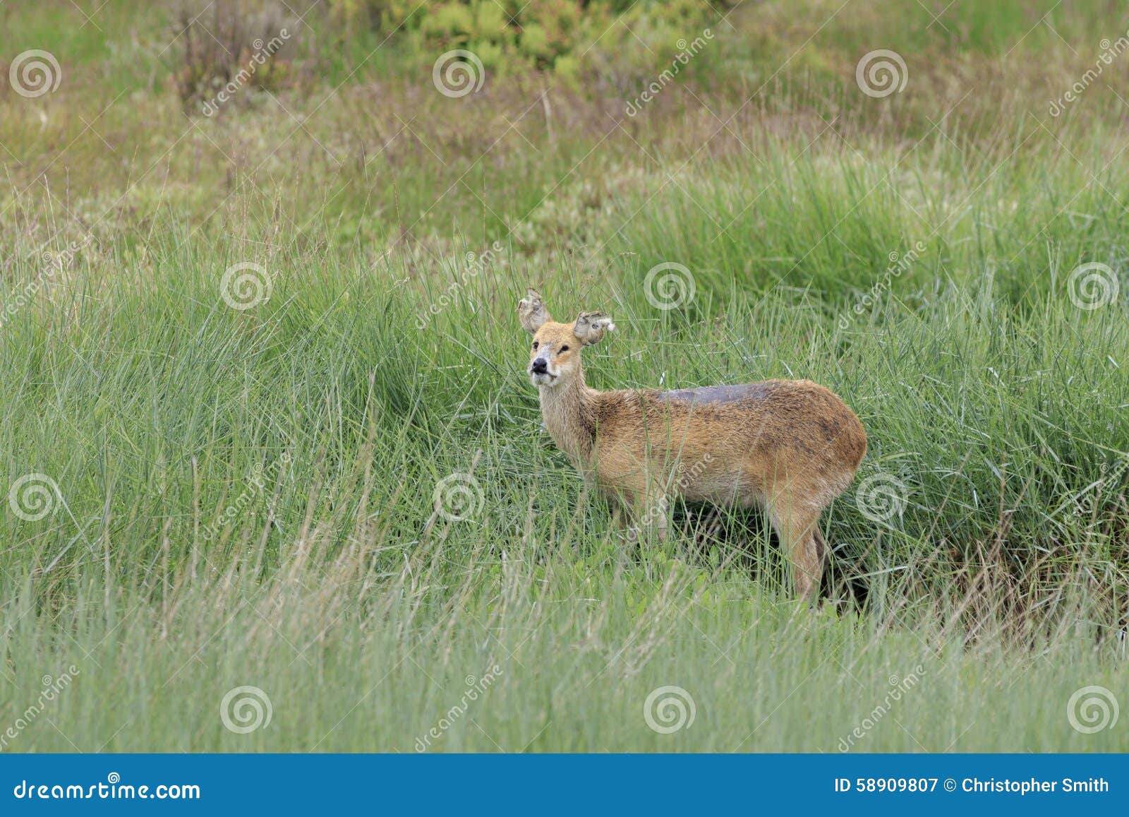 Chinese Water Deer (Hydropotes Inermis) Stock Image - Image of water ...