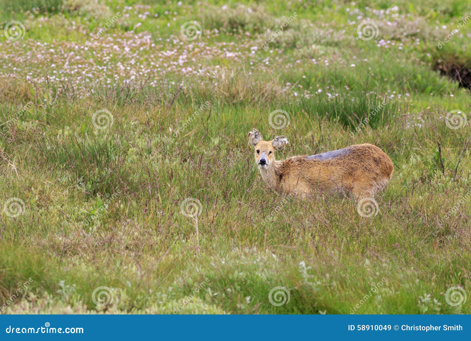 Chinese Water Deer (Hydropotes Inermis) Stock Image - Image of nature ...
