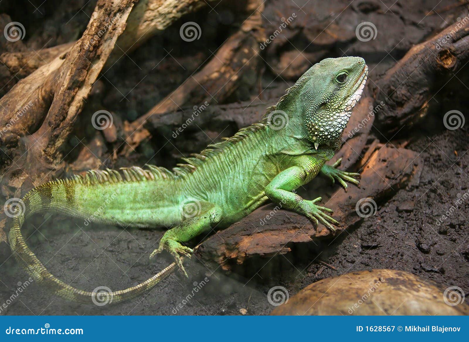 Chinese Water Dragon Wallpaper