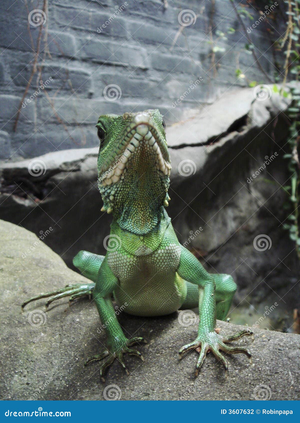 Chinese Water Dragon stock photo. Image of chinese, dragon - 3607632