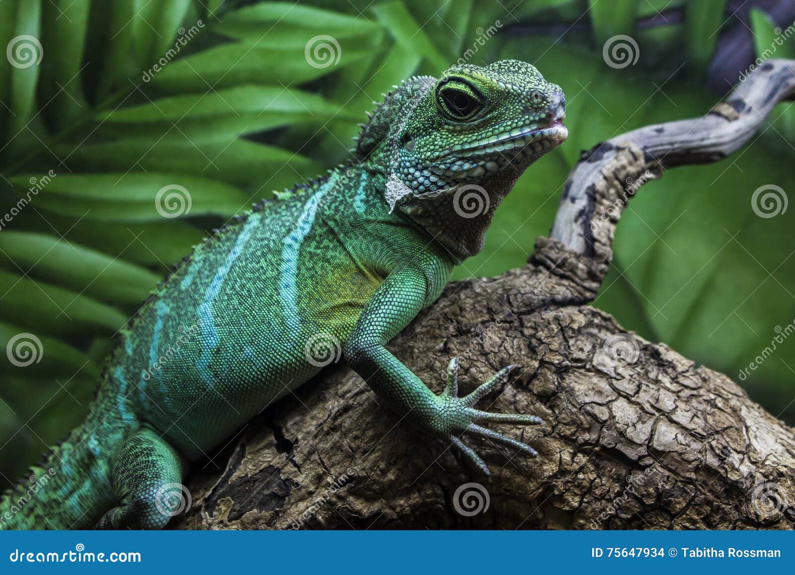 Chinese Water dragon stock photo. Image of indoor, dragon - 75647934
