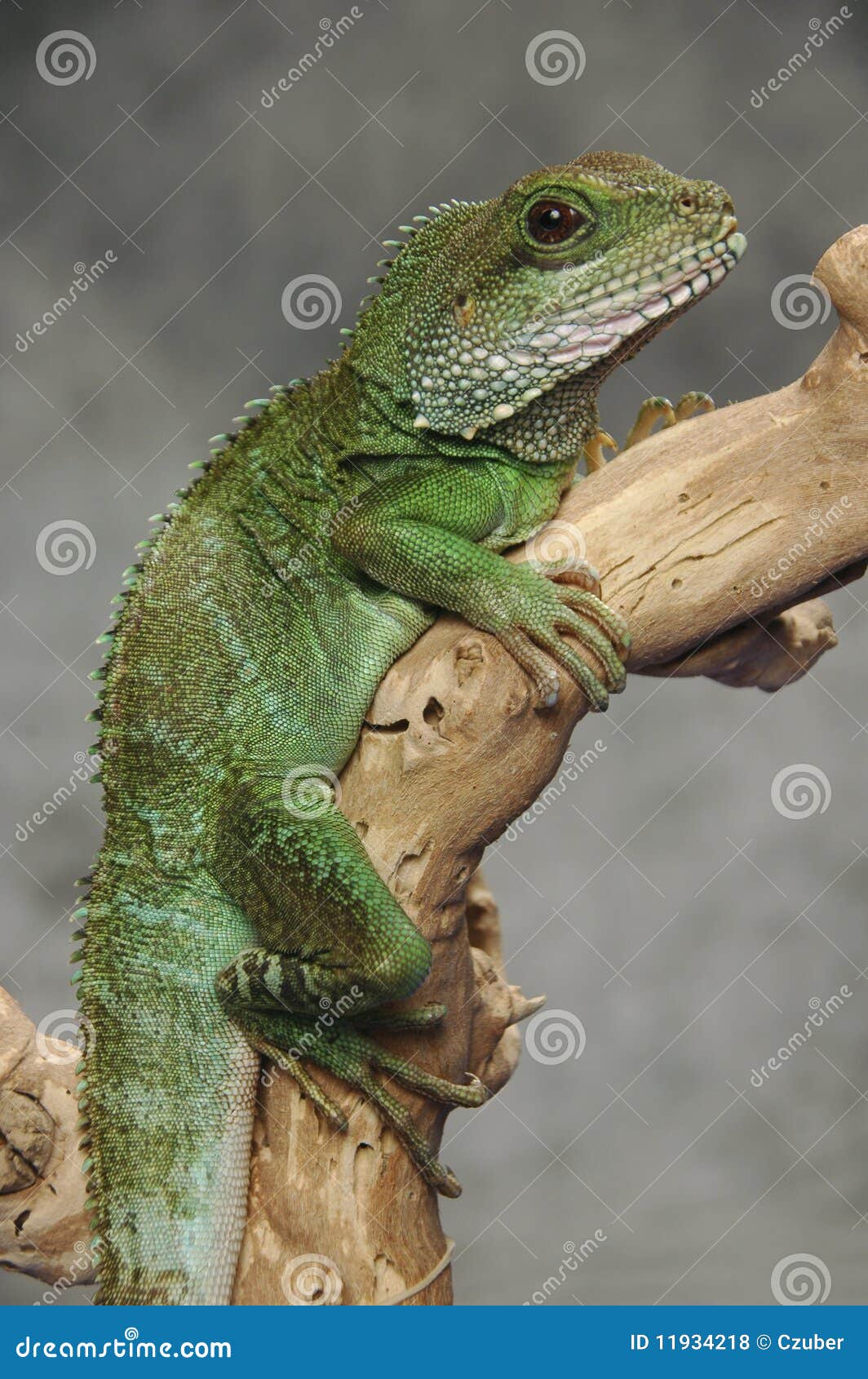 Chinese Water Dragon on Branch Stock Photo - Image of beautiful ...
