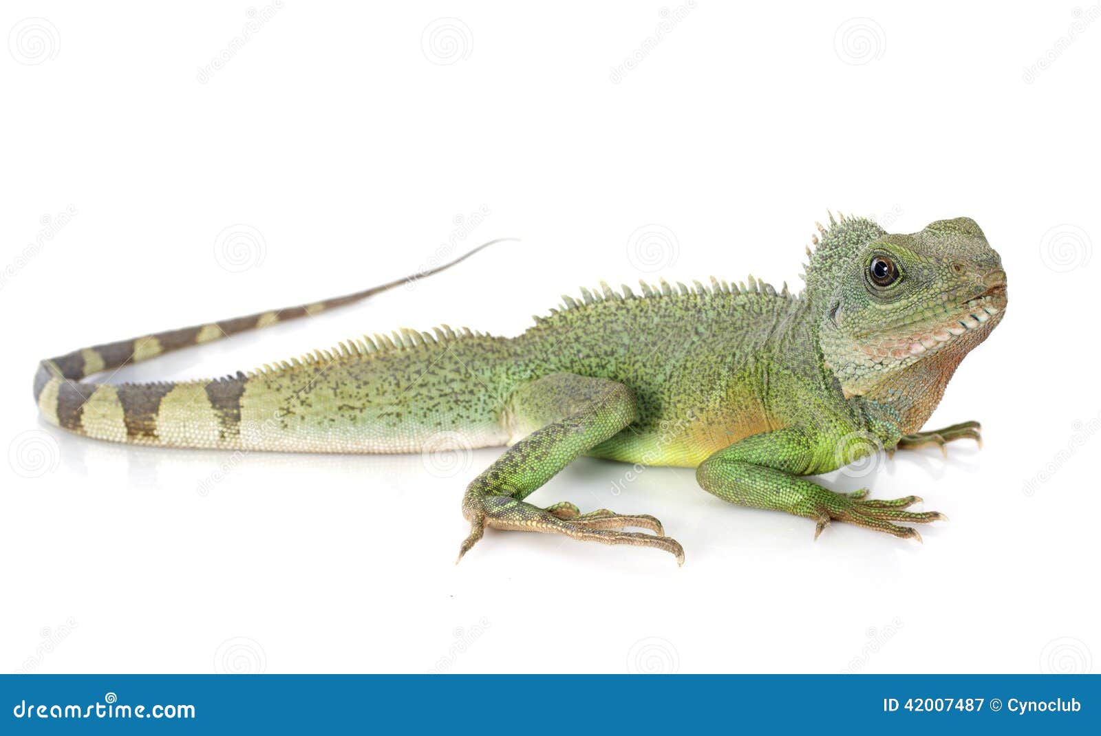 Chinese water dragon stock image. Image of physignathus - 42007487