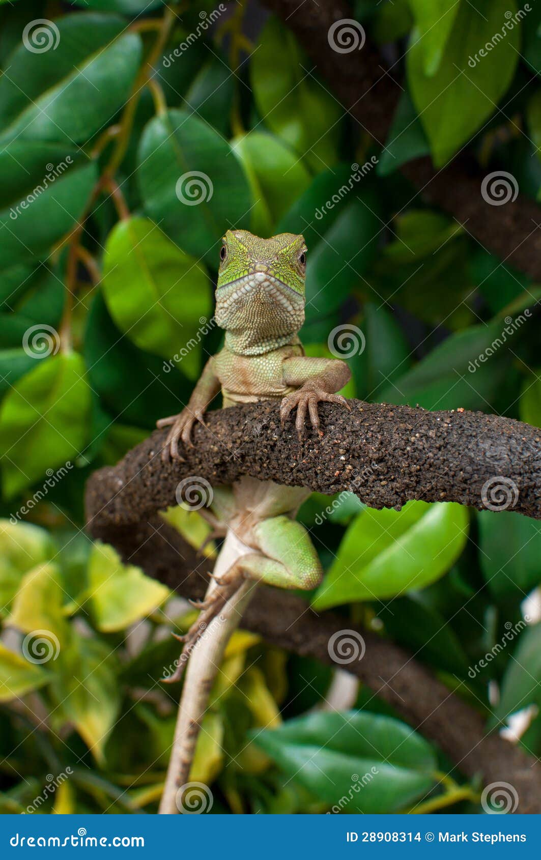 Chinese Water Dragon Lizard Reptile Stock Photo - Image of chinese ...