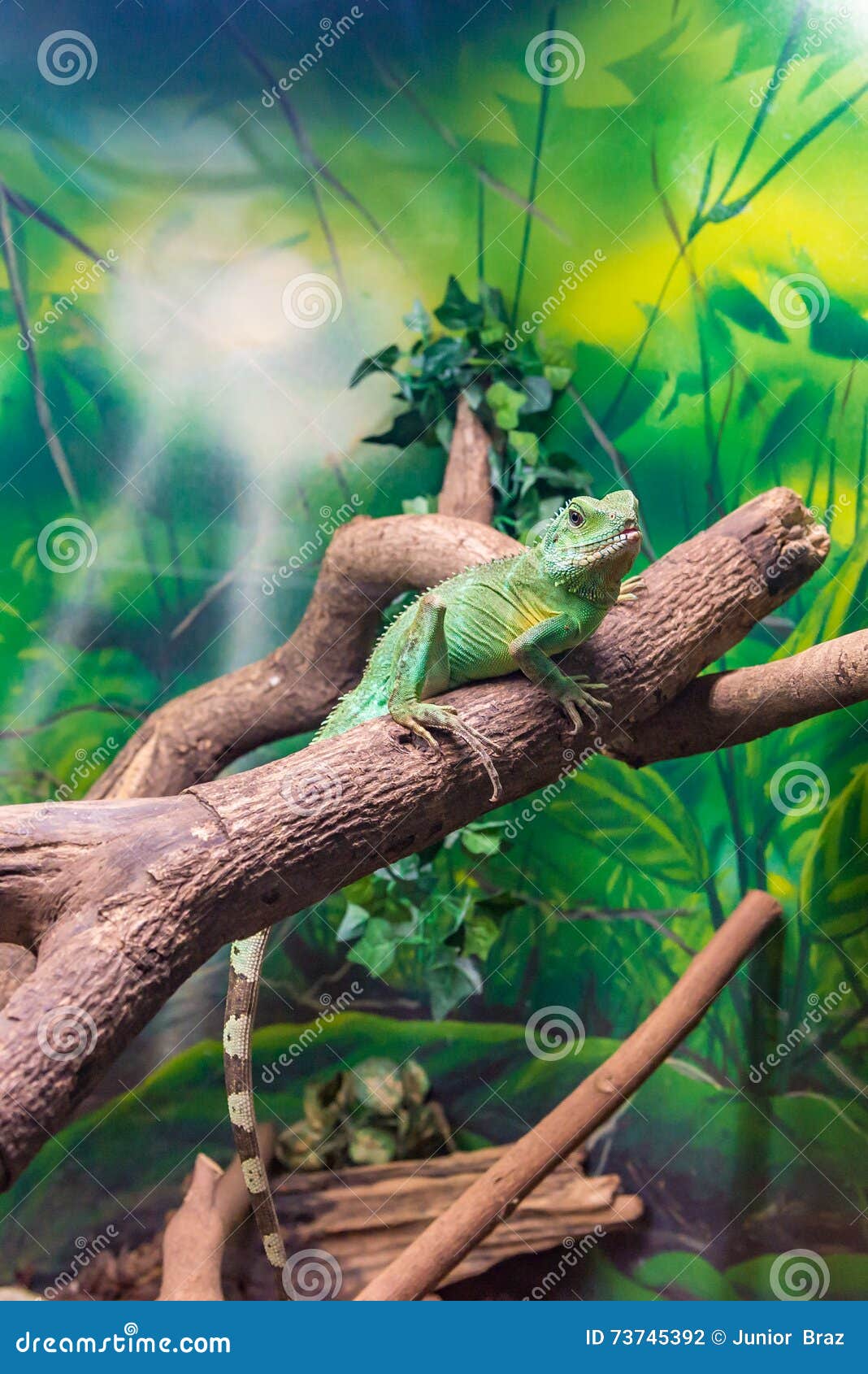 Chinese Water Dragon (Physignathus Cocincinus) on a Branch Stock Photo ...