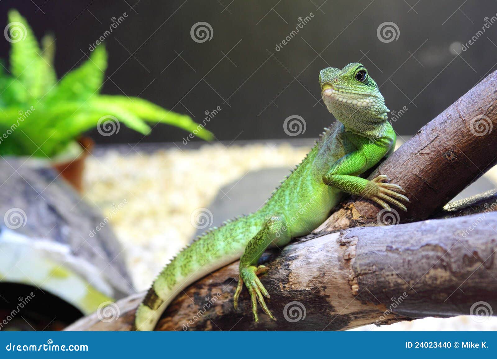 Chinese Water Dragons stock photo. Image of green, herbivorous - 24023440