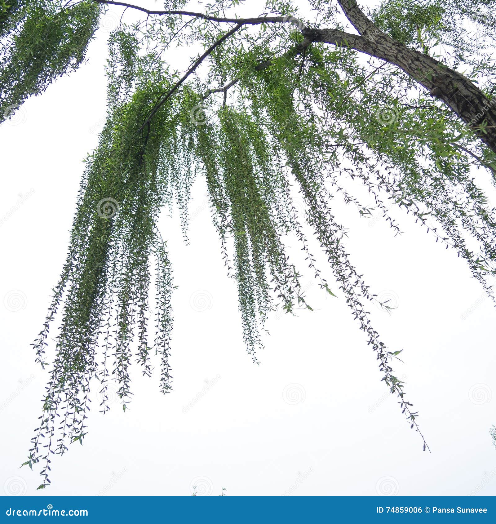 Babylon Or Weeping Willow, Salix Babylonica Tree - Royalty-Free Stock ...
