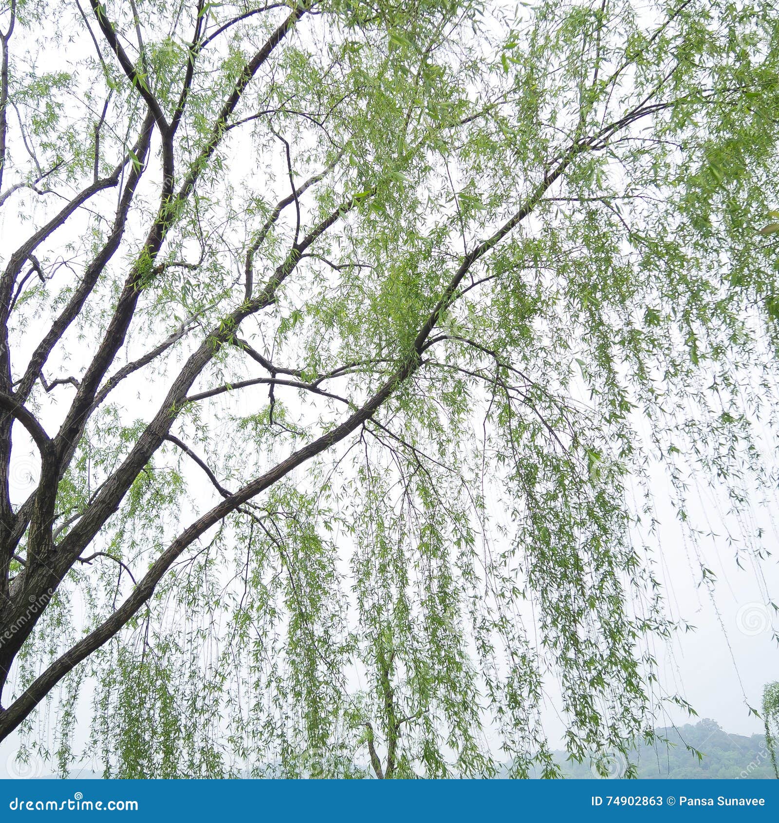 Chinese willow tree stock image. Image of lake, environment - 74902863