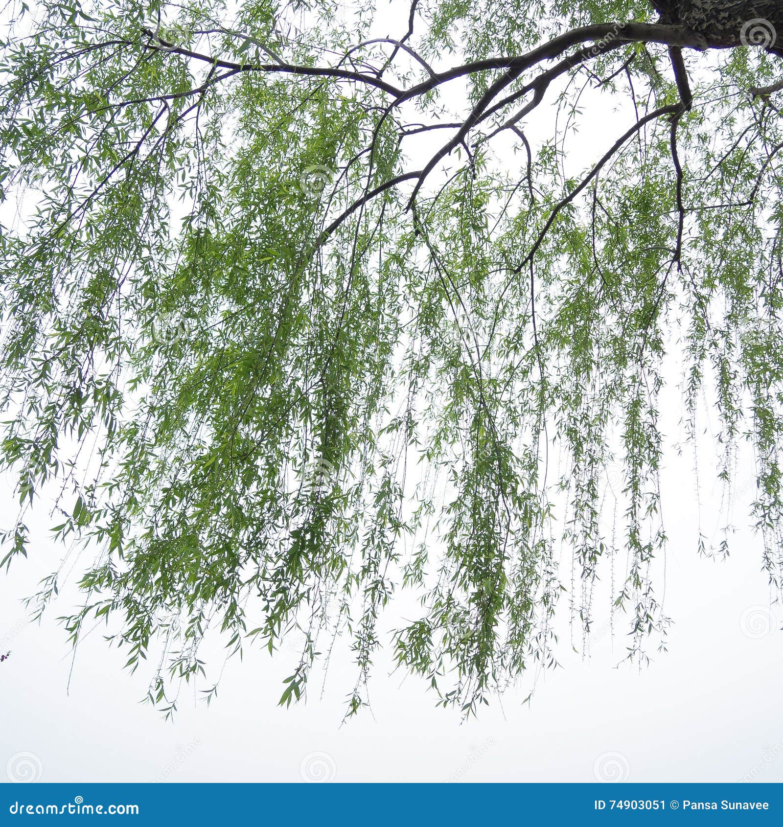 Babylon Or Weeping Willow, Salix Babylonica Tree - Royalty-Free Stock ...